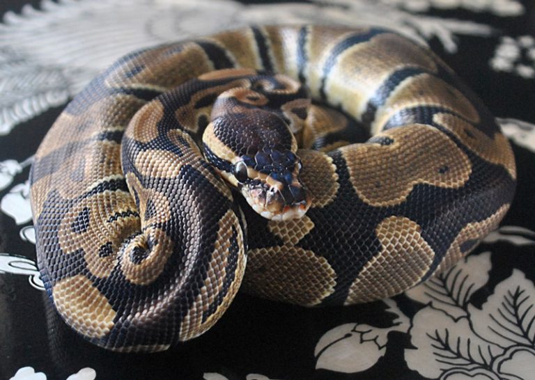 Pet Snakes for Sale in Vancouver | Gemini Pythons