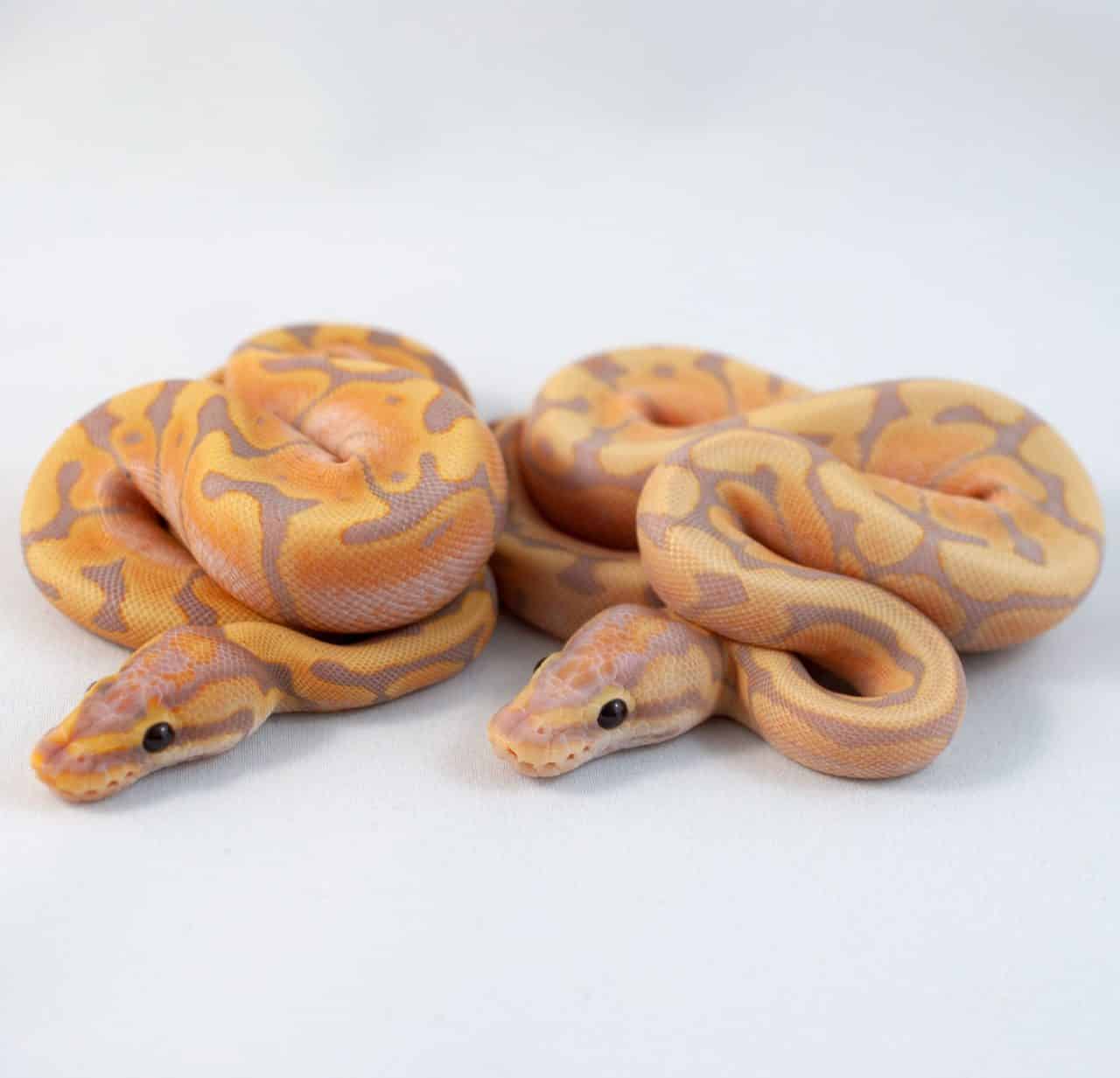 New clutch is here, with possible world’s first! | Gemini Pythons