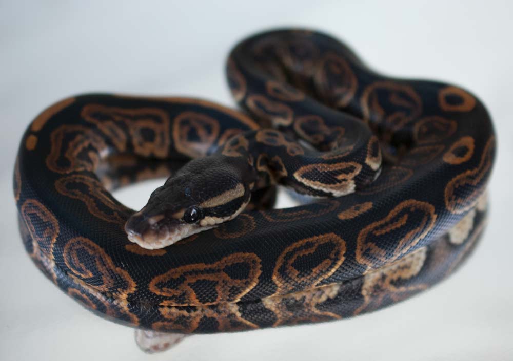 Available Ball Pythons | Gemini Pythons