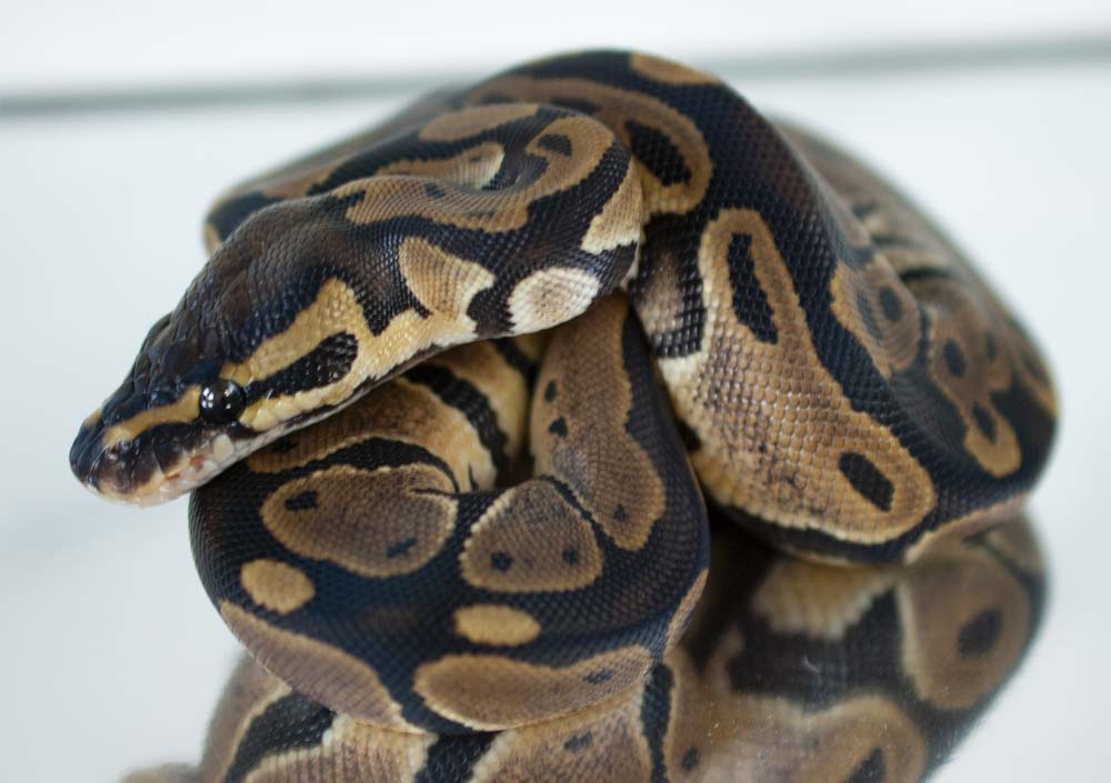 Available Ball Pythons | Gemini Pythons