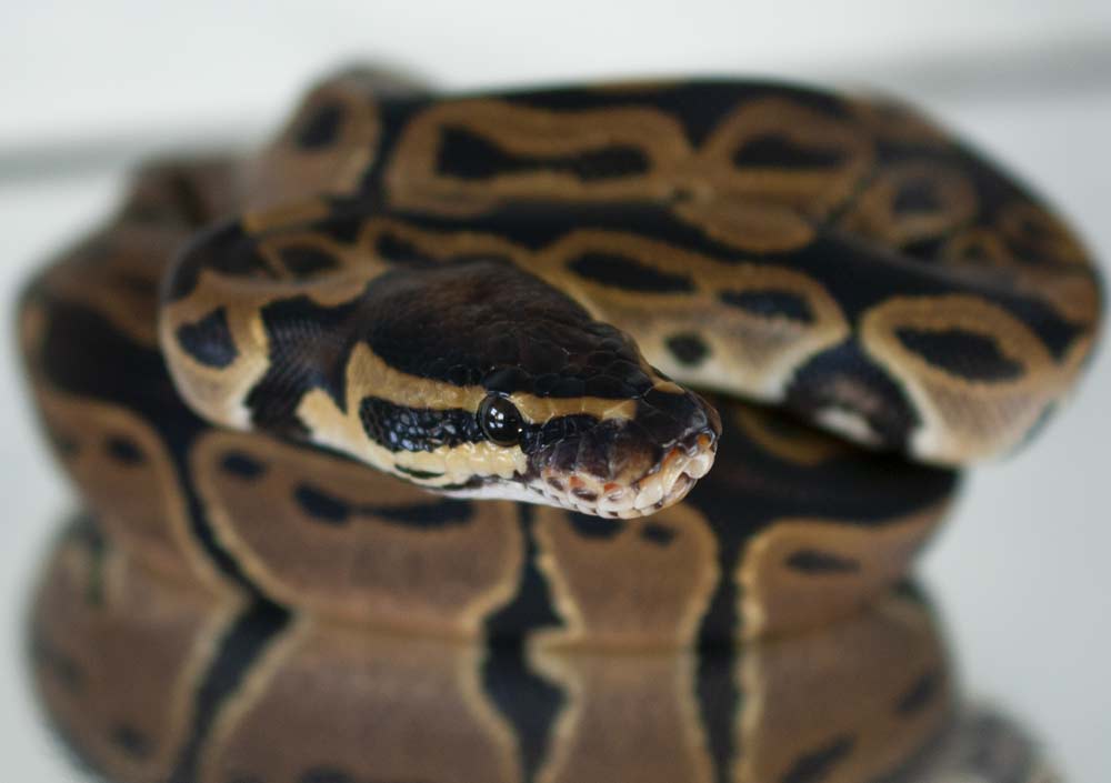 Available Ball Pythons | Gemini Pythons