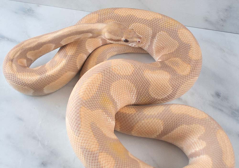 Available Ball Pythons | Gemini Pythons