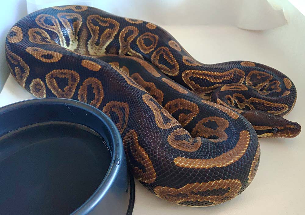 Available Ball Pythons | Gemini Pythons