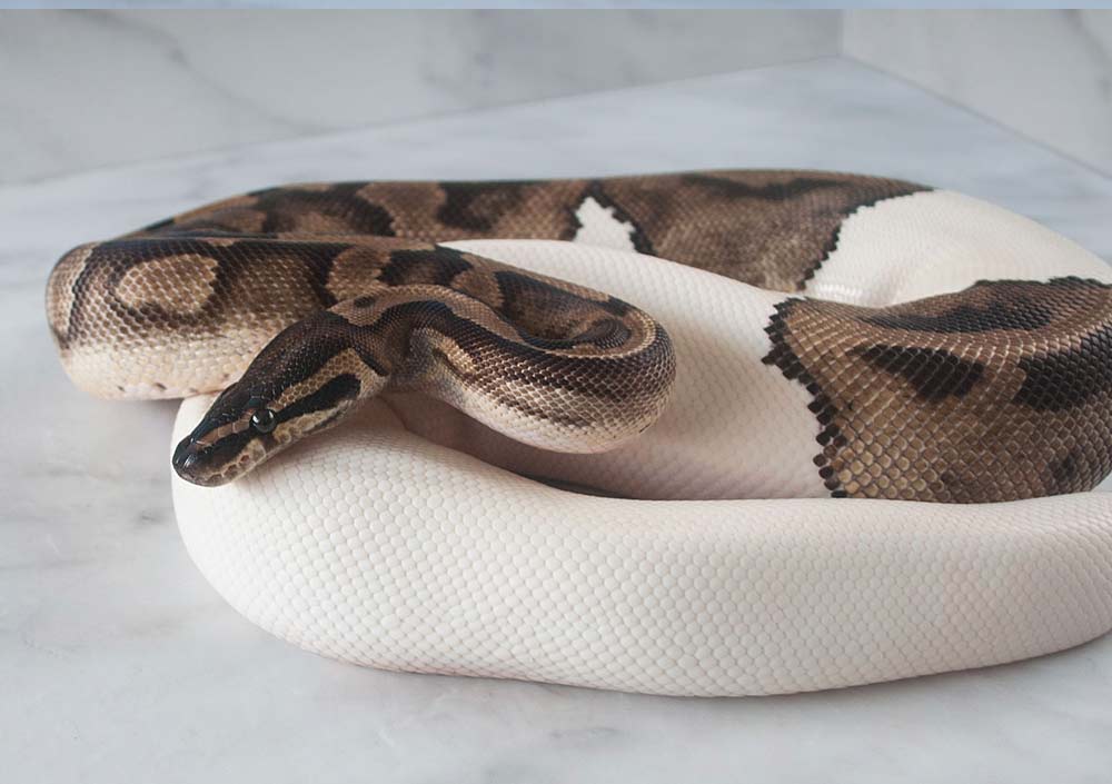 Available Ball Pythons | Gemini Pythons