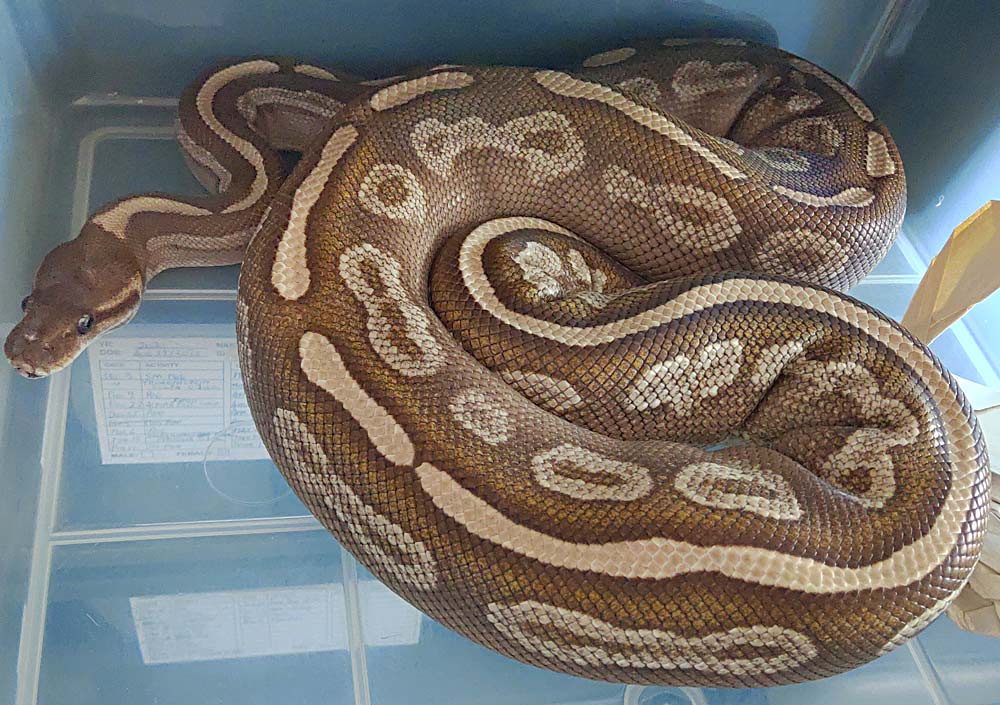 Available Ball Pythons | Gemini Pythons
