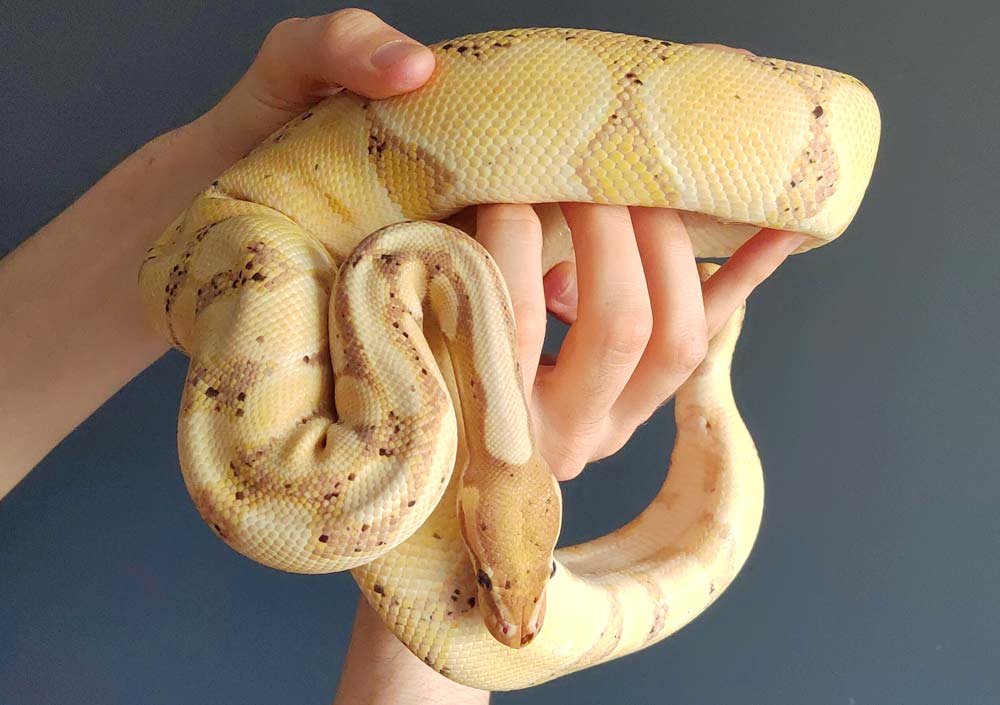Available Ball Pythons | Gemini Pythons
